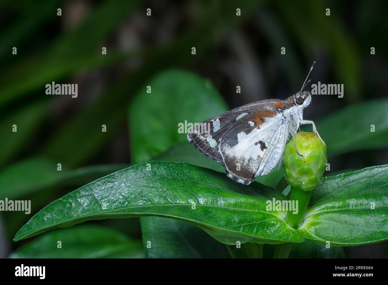closeup with bush skipper or moth Stock Photo - Alamy