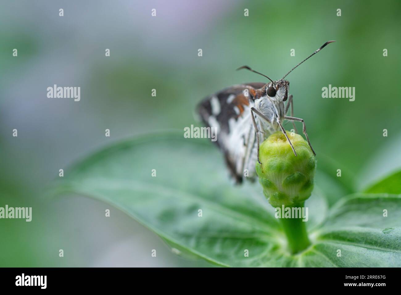 closeup with bush skipper or moth Stock Photo - Alamy