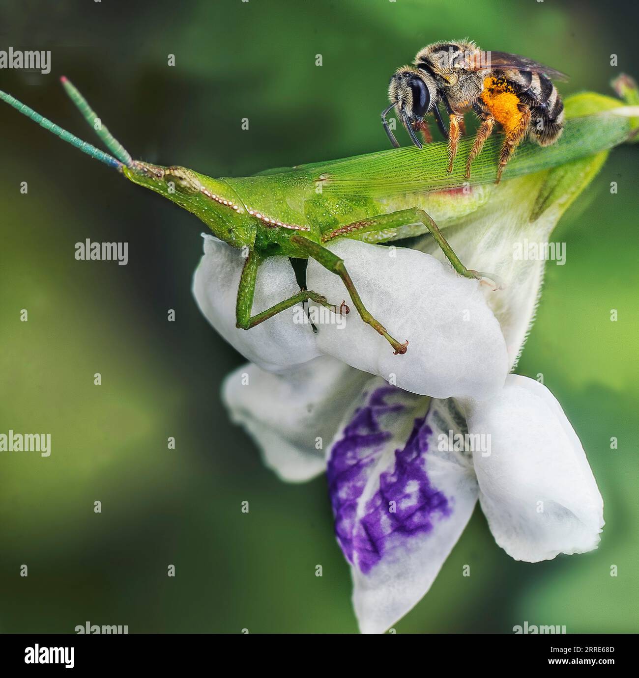 close up with various species of short horned acrida grasshopper Stock ...