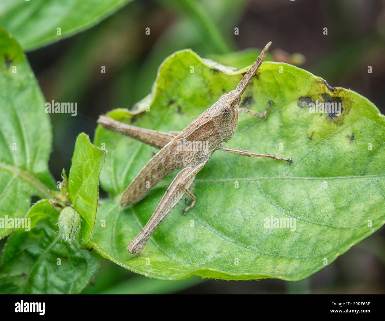 close up with various species of short horned acrida grasshopper Stock ...