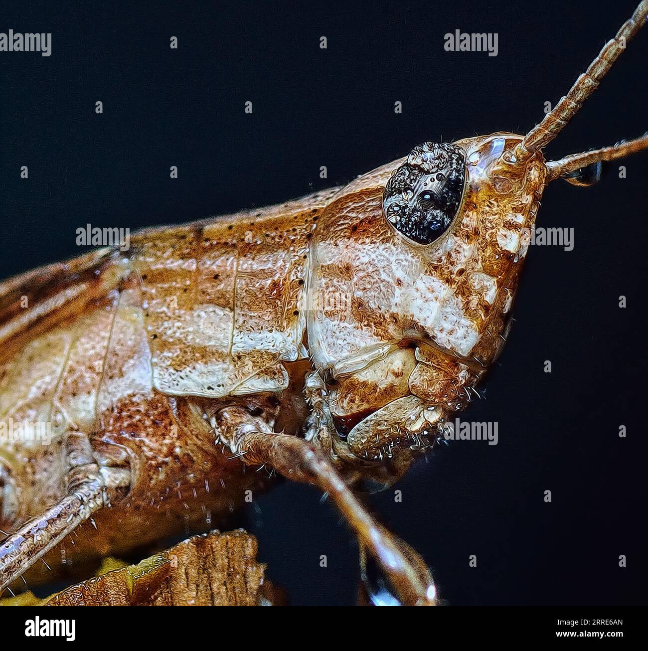 Acrida cinerea hi-res stock photography and images - Alamy