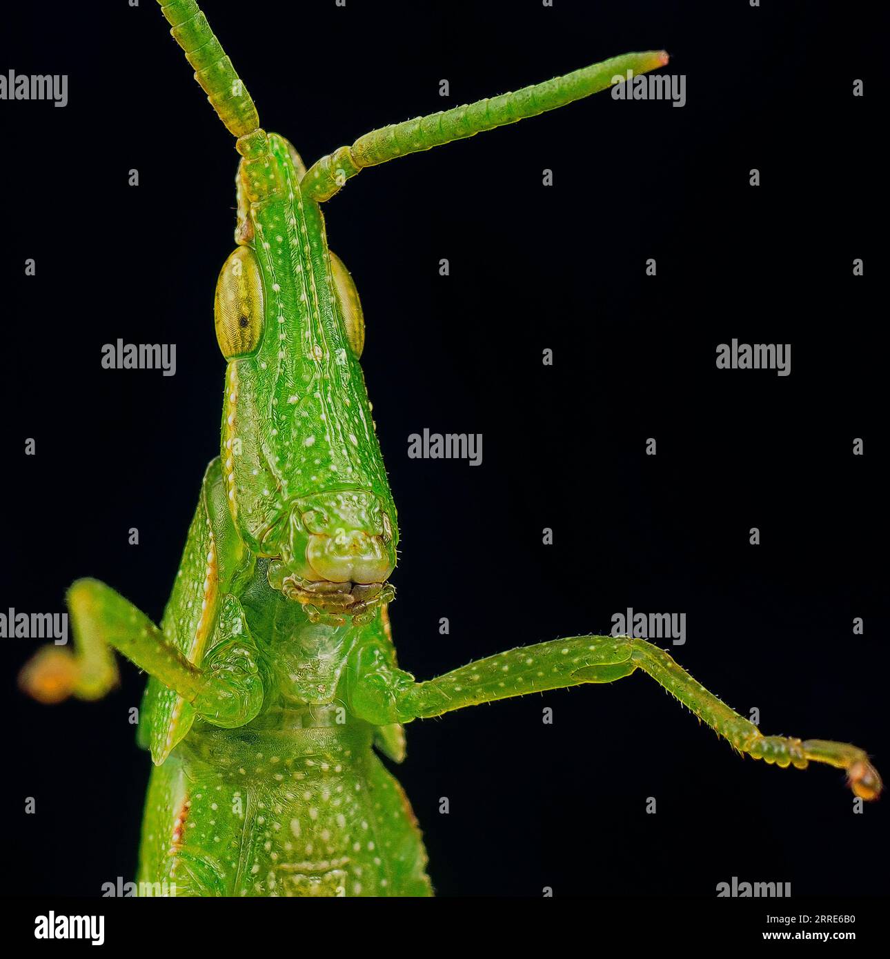 Various grasshopper species hi-res stock photography and images - Alamy