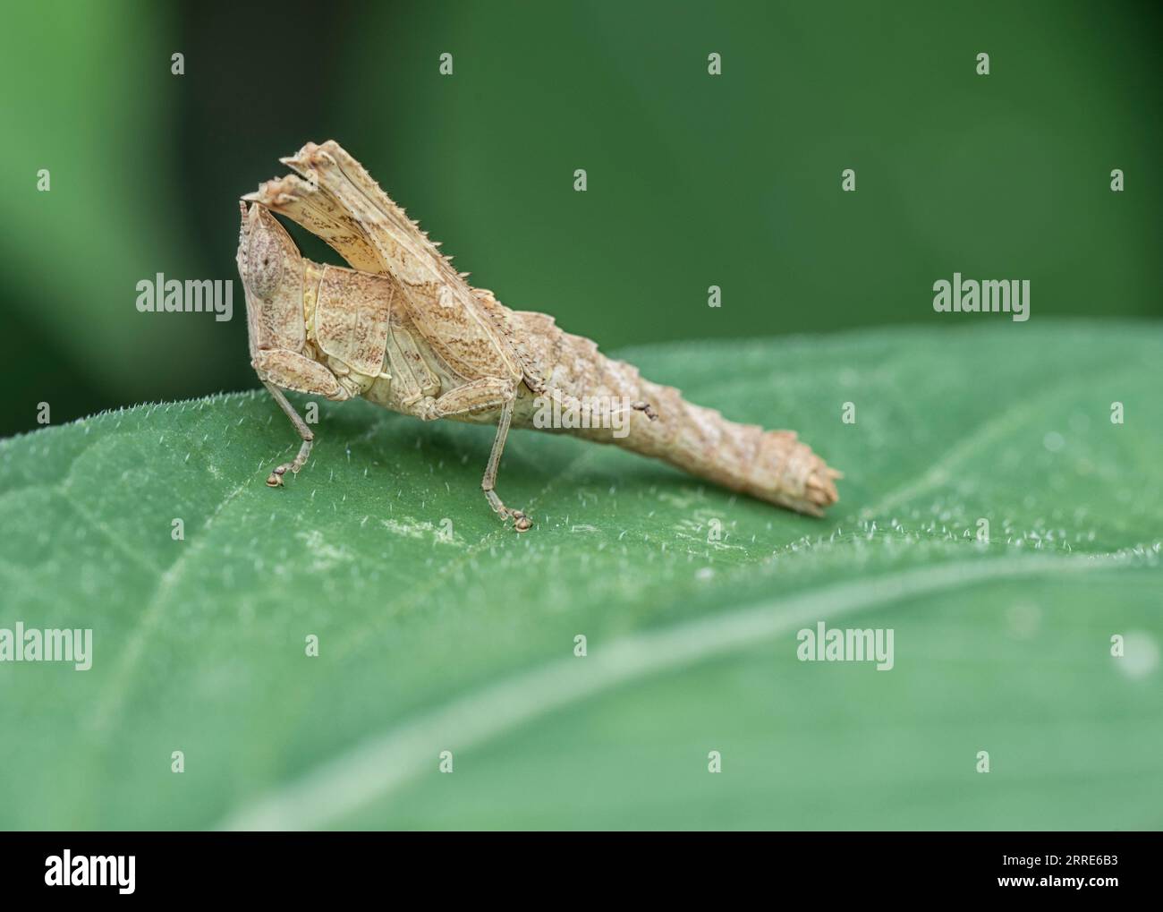 close up with various species of short horned acrida grasshopper Stock ...