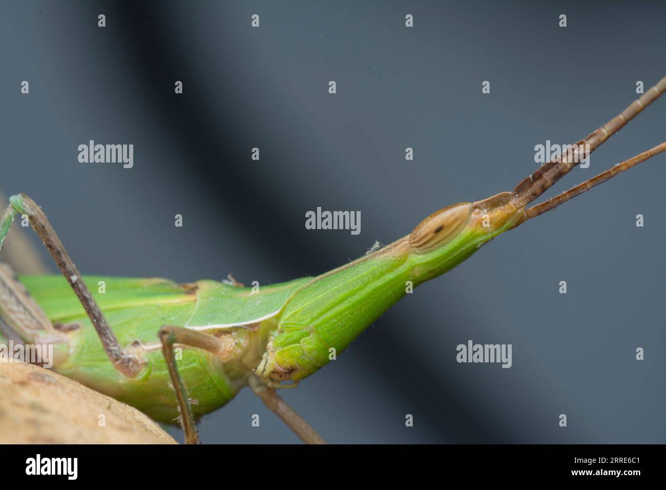 Various grasshopper species hi-res stock photography and images - Alamy