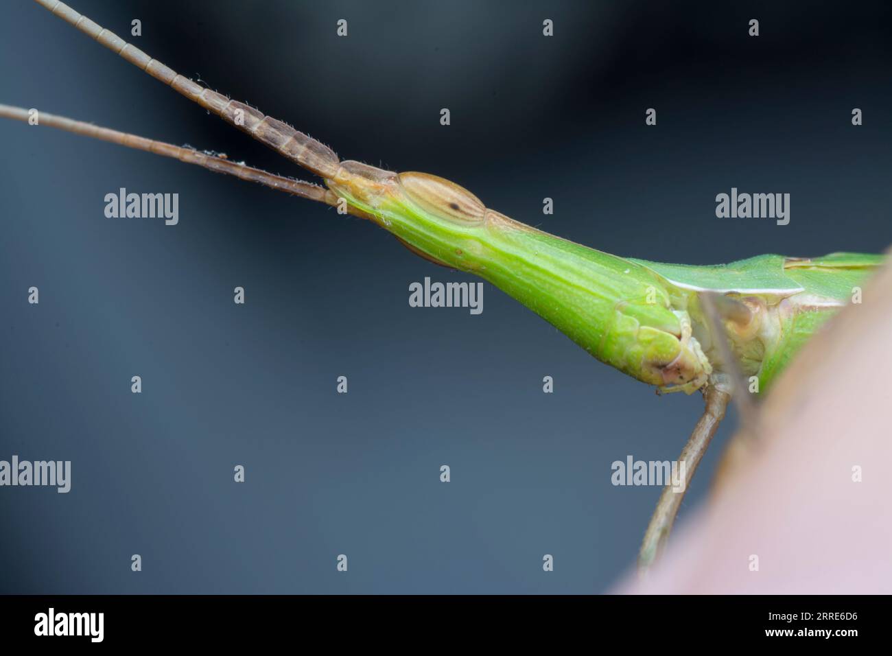 close up with various species of short horned acrida grasshopper Stock ...
