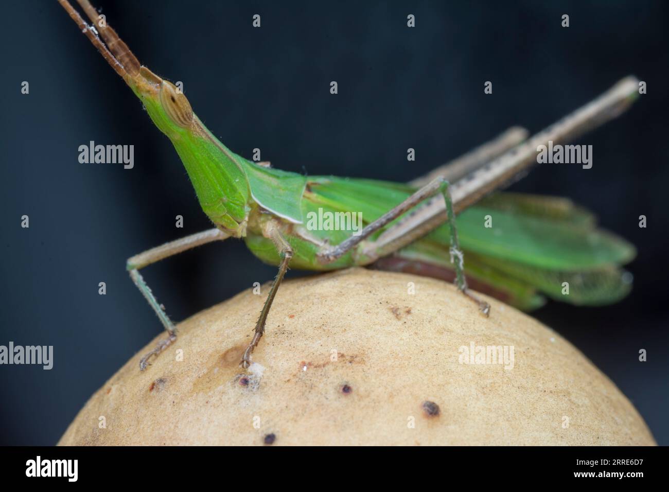 close up with various species of short horned acrida grasshopper Stock ...