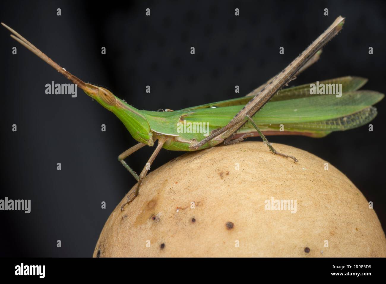 Acrida cinerea hi-res stock photography and images - Alamy