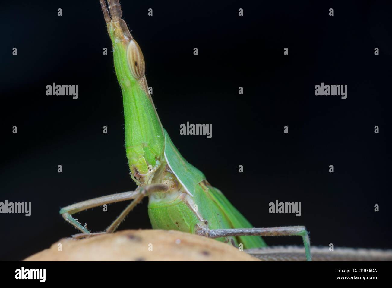 close up with various species of short horned acrida grasshopper Stock ...