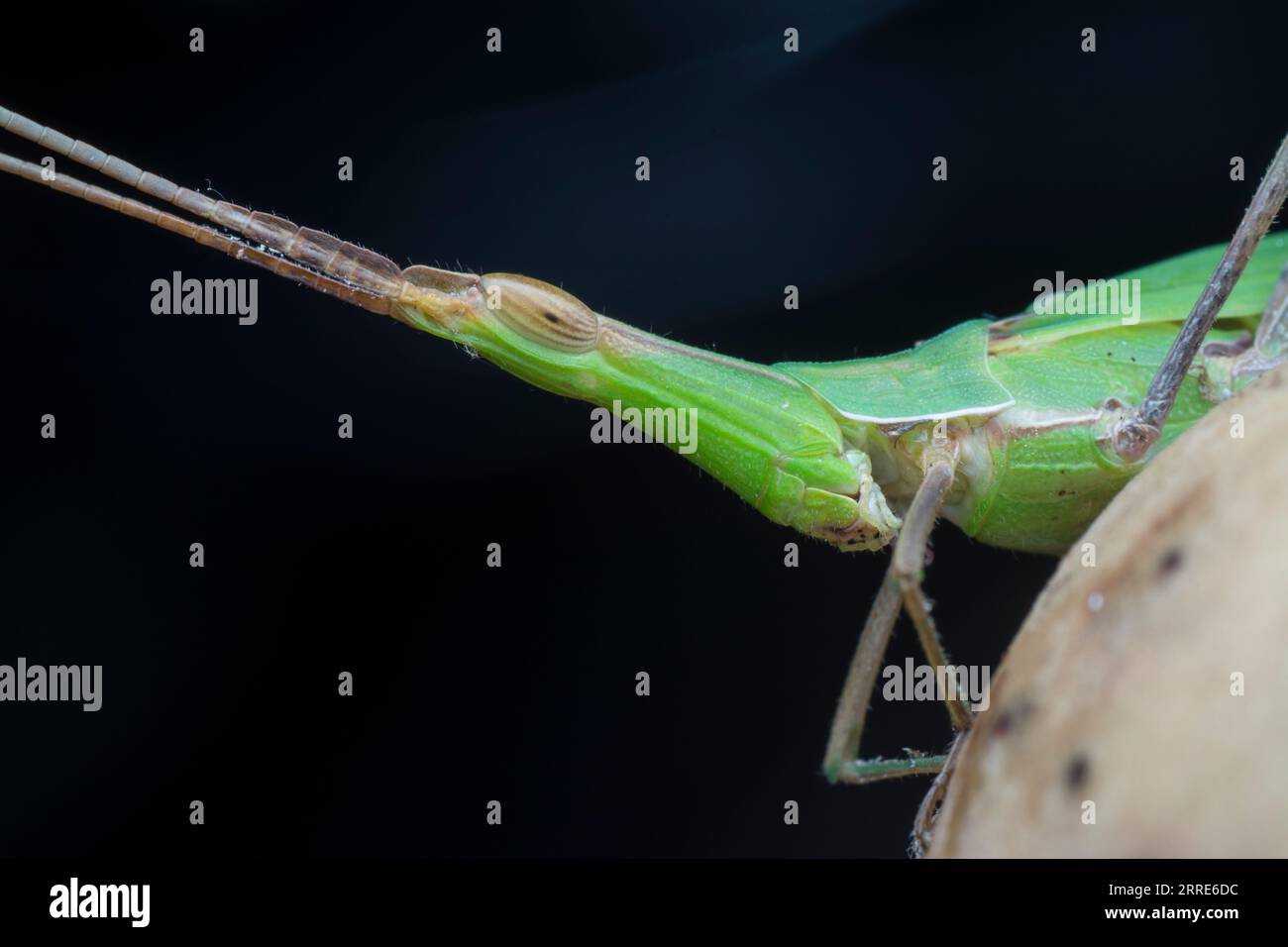 Various grasshopper species hi-res stock photography and images - Alamy