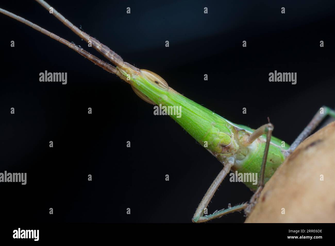 Acrida cinerea hi-res stock photography and images - Alamy