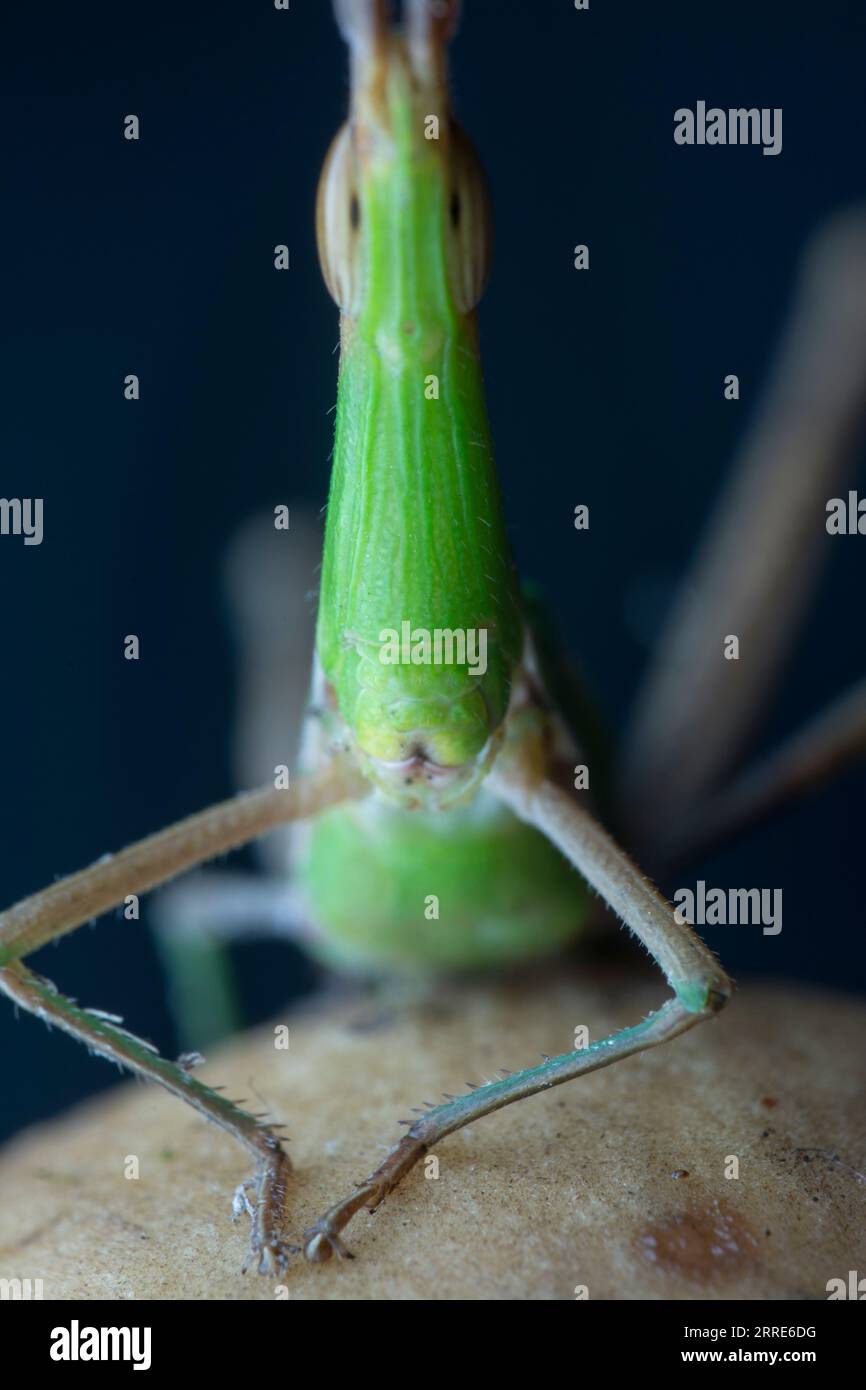 close up with various species of short horned acrida grasshopper Stock ...