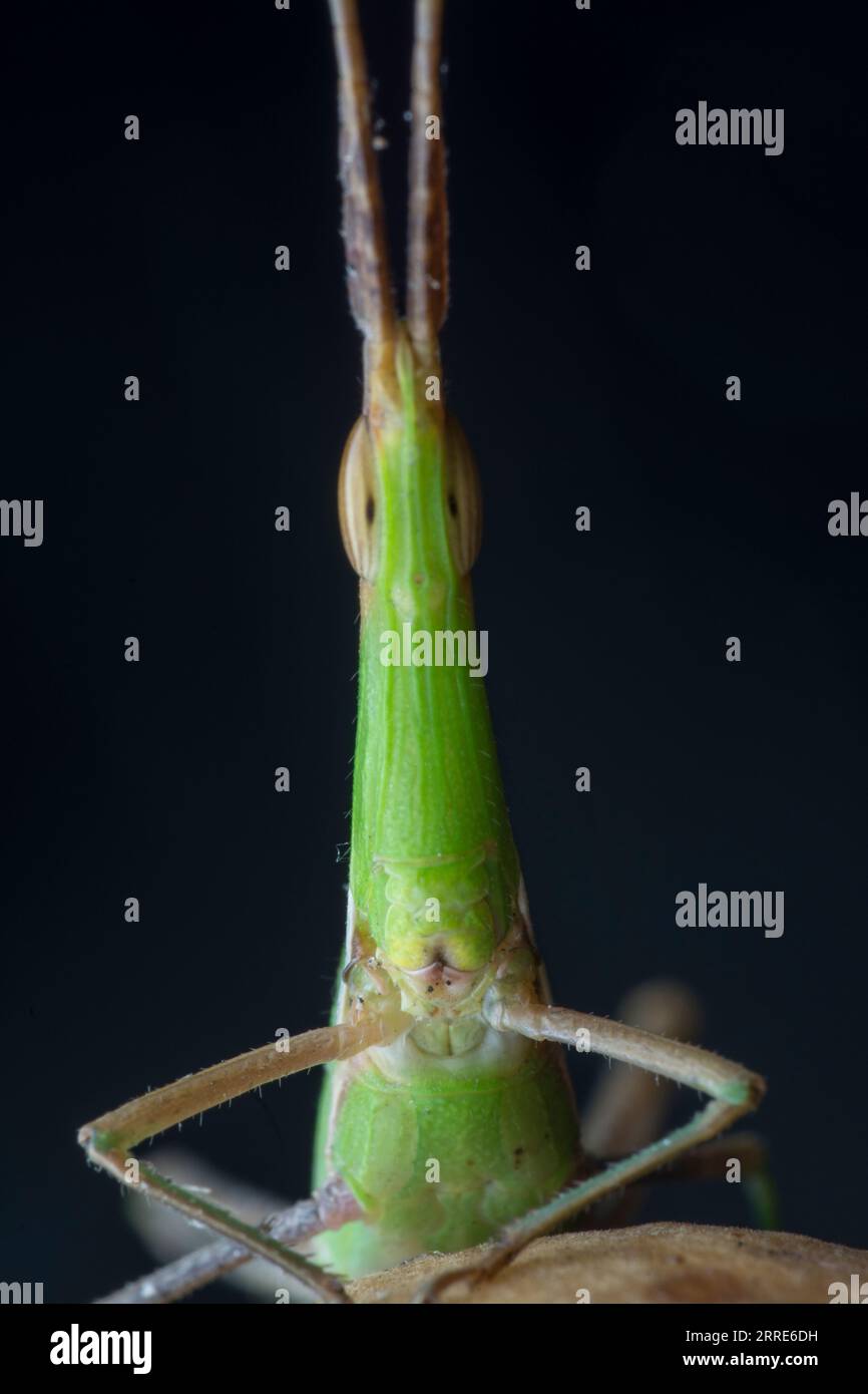 close up with various species of short horned acrida grasshopper Stock ...