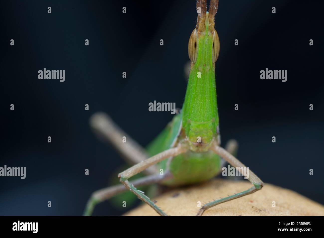 Acrida cinerea hi-res stock photography and images - Alamy