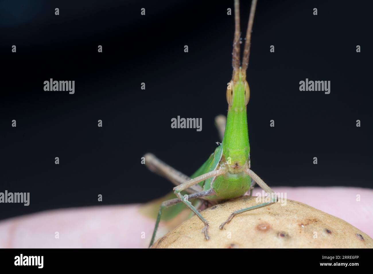 close up with various species of short horned acrida grasshopper Stock ...