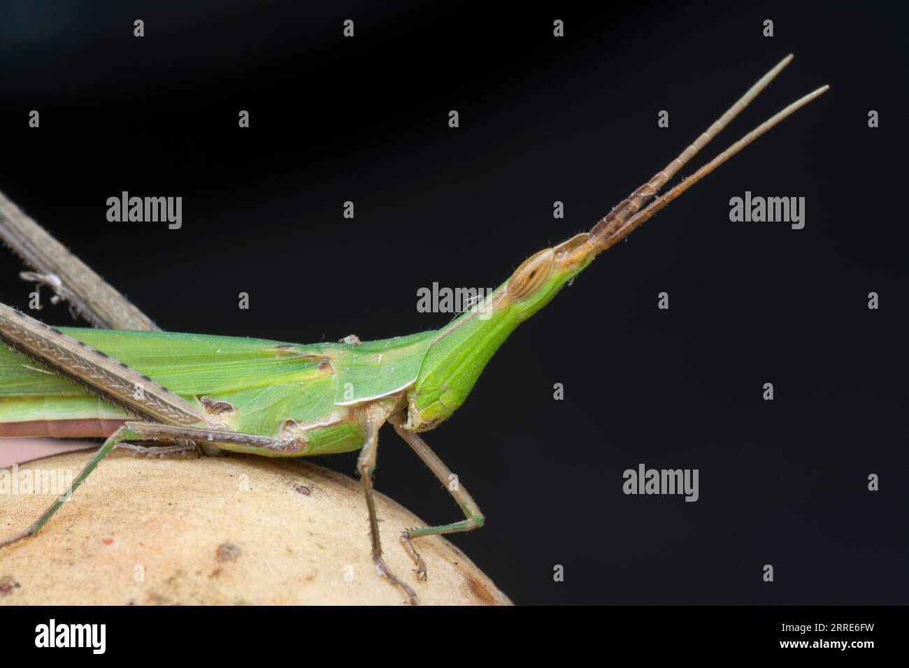 Acrida cinerea hi-res stock photography and images - Alamy