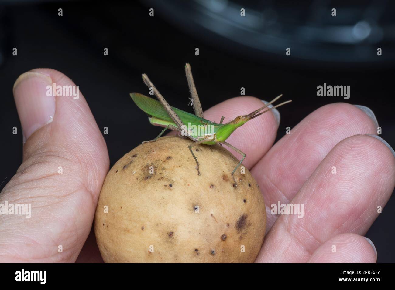 close up with various species of short horned acrida grasshopper Stock ...