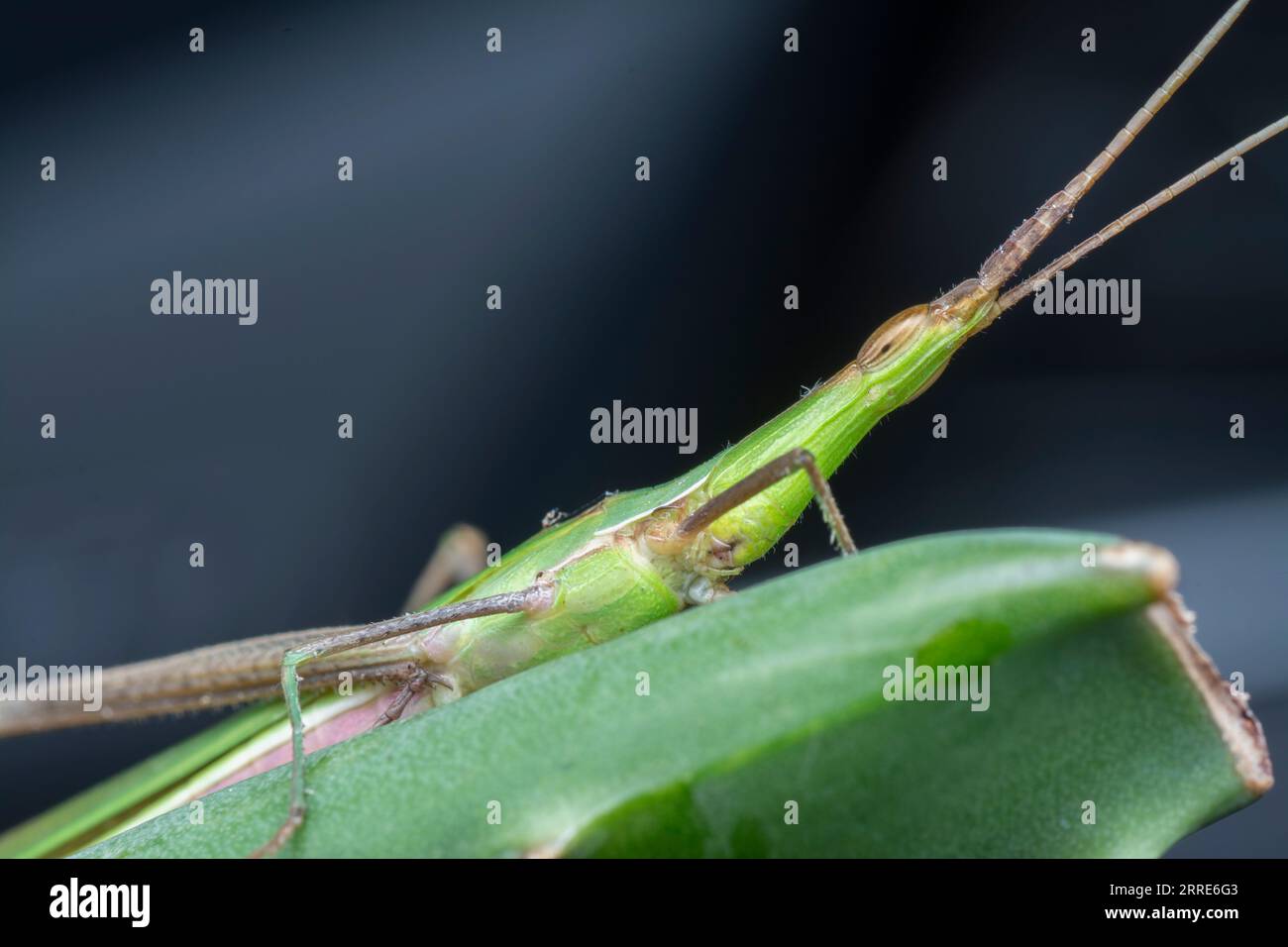 Various grasshopper species hi-res stock photography and images - Alamy