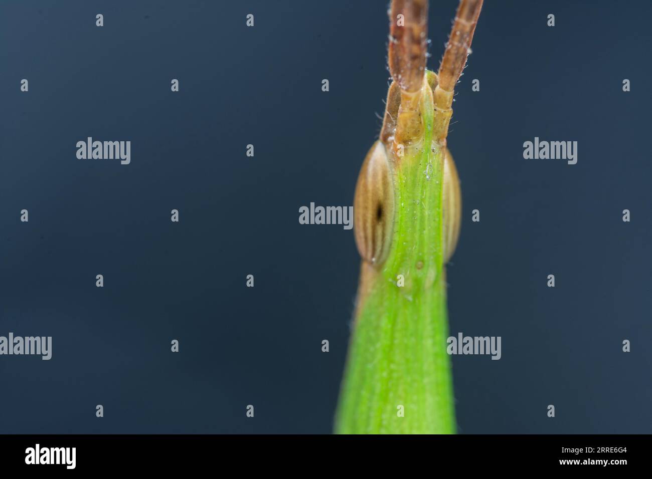 close up with various species of short horned acrida grasshopper Stock ...