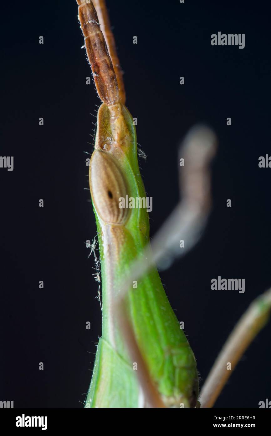 close up with various species of short horned acrida grasshopper Stock ...