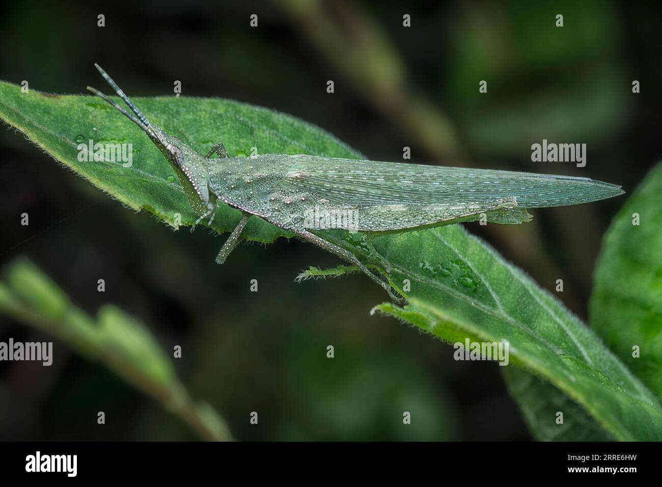 close up with various species of short horned acrida grasshopper Stock ...