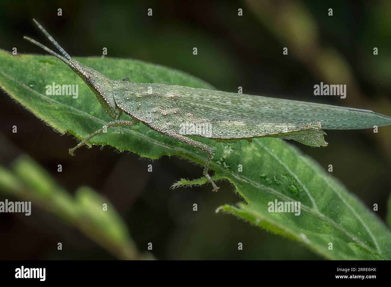 close up with various species of short horned acrida grasshopper Stock ...