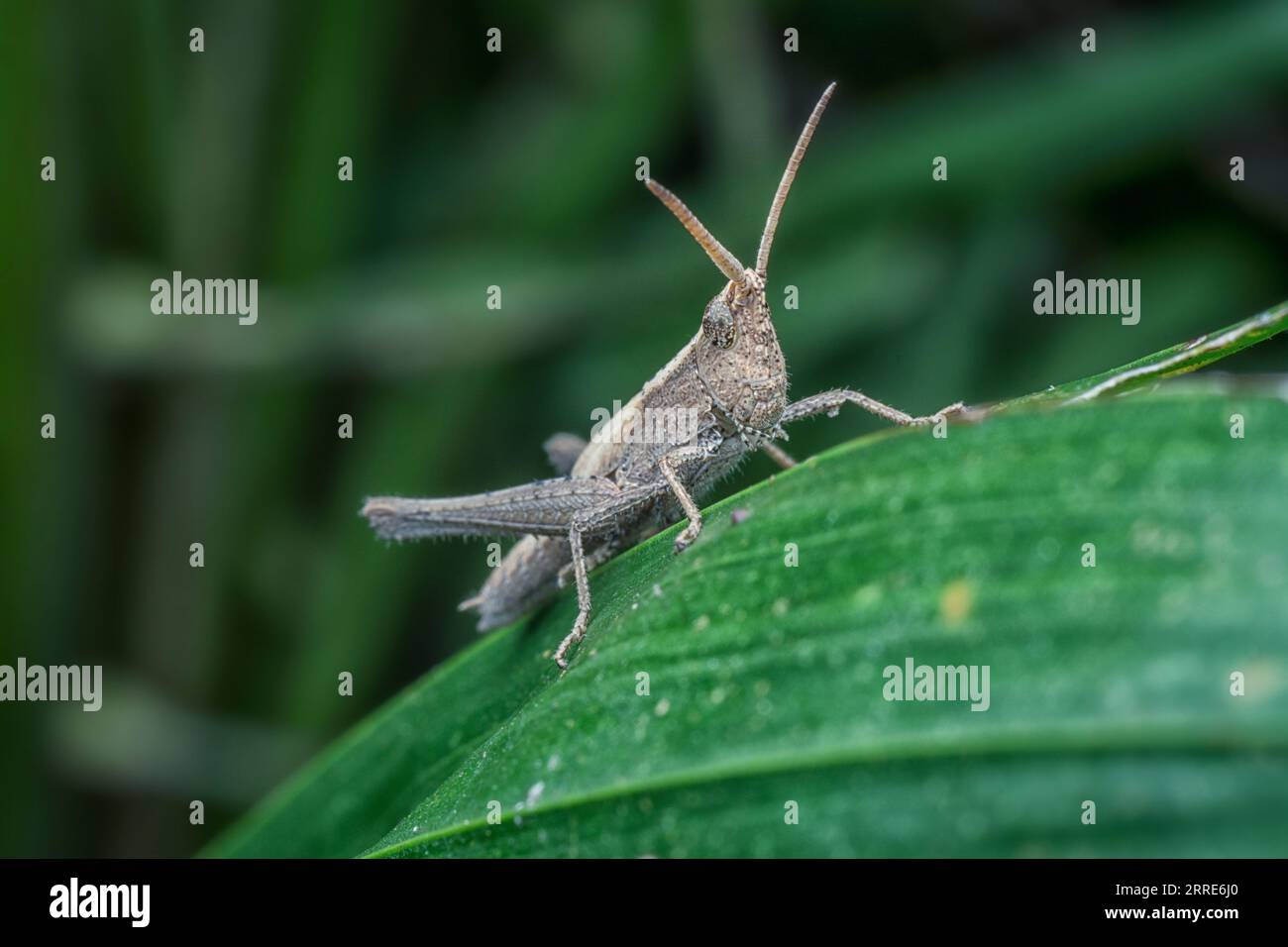 Various grasshopper species hi-res stock photography and images - Alamy