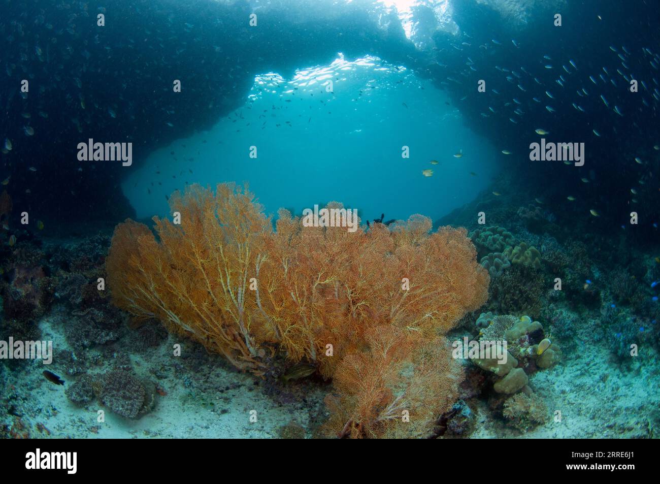 Sea Fan, Melithaea sp, by arch, Batu Rufos dive site, Penemu Island ...