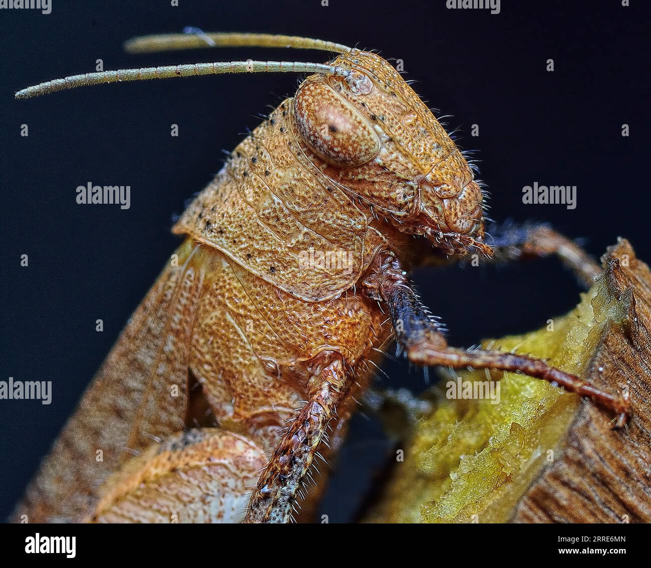Various grasshopper species hi-res stock photography and images - Alamy