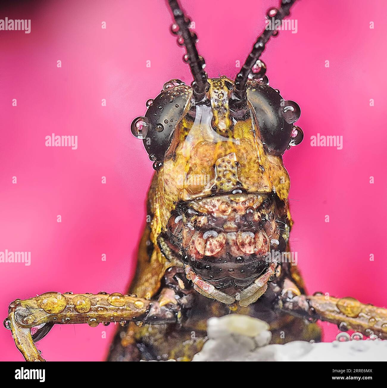 closeup of various species of colored grasshopper Stock Photo - Alamy