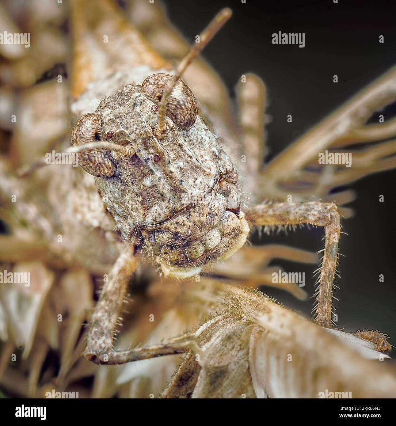 closeup of various species of colored grasshopper Stock Photo - Alamy