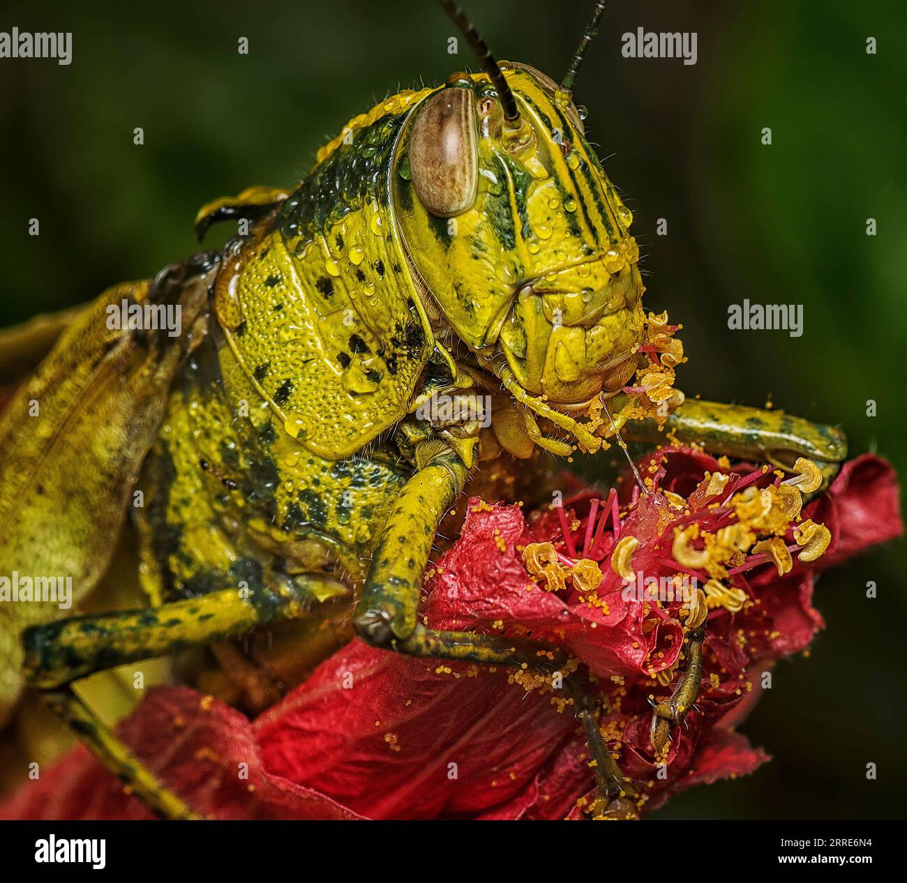 closeup of various species of colored grasshopper Stock Photo - Alamy