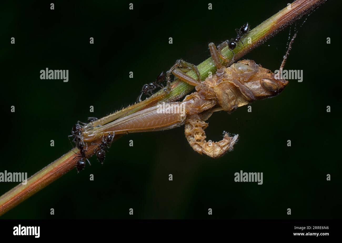 closeup of various species of colored grasshopper Stock Photo - Alamy