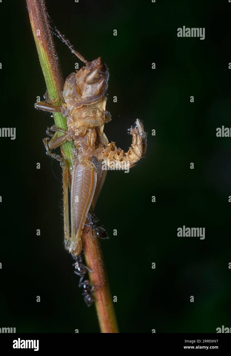 closeup of various species of colored grasshopper Stock Photo - Alamy
