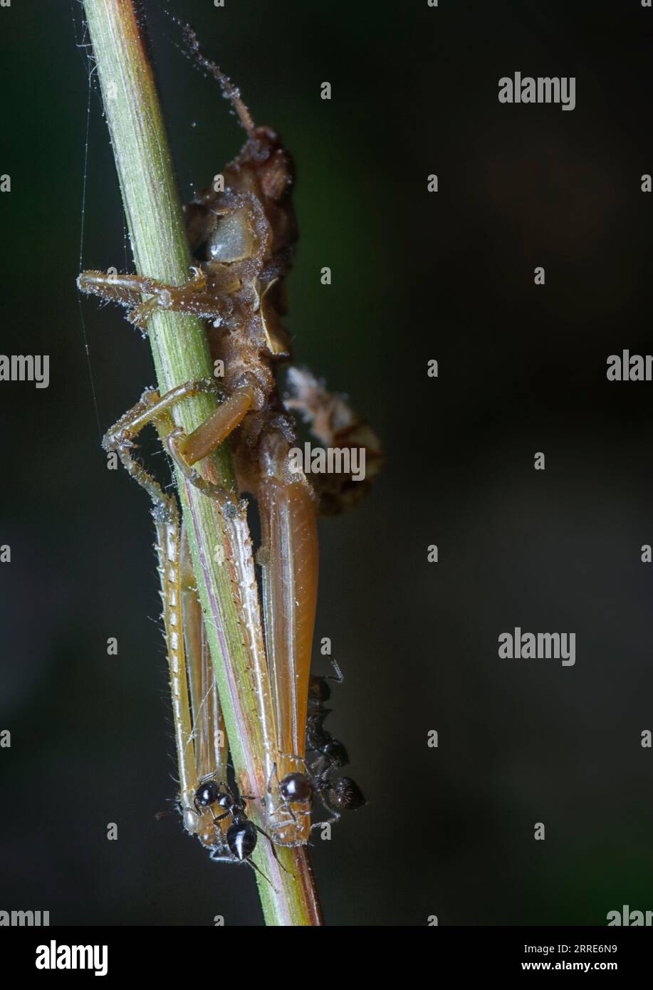 Grasshopper yellow stripes hi-res stock photography and images - Alamy