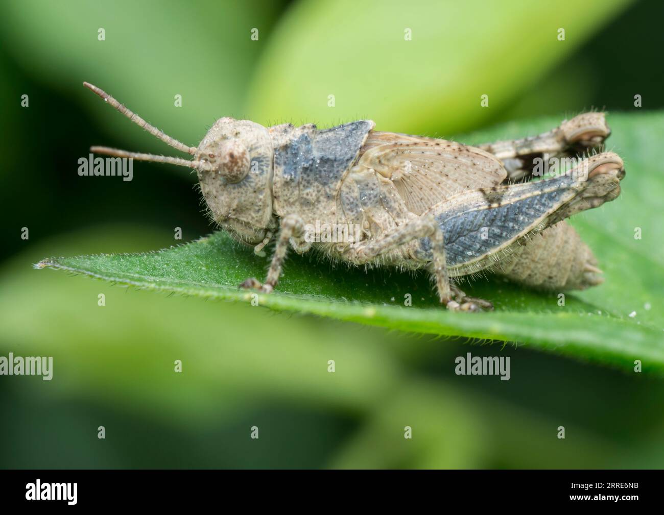 closeup of various species of colored grasshopper Stock Photo - Alamy