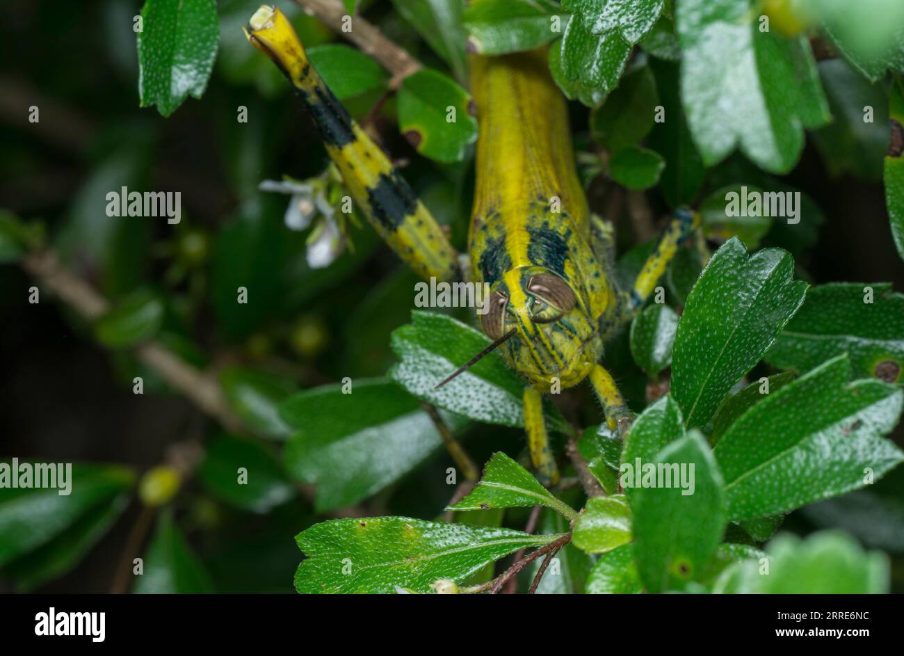 closeup of various species of colored grasshopper Stock Photo - Alamy