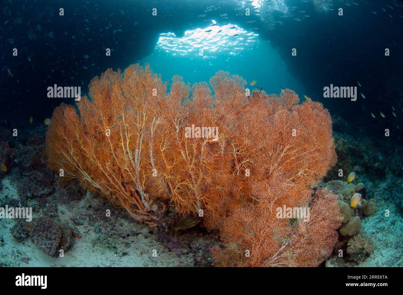 Sea Fan, Melithaea sp, by arch, Batu Rufos dive site, Penemu Island ...