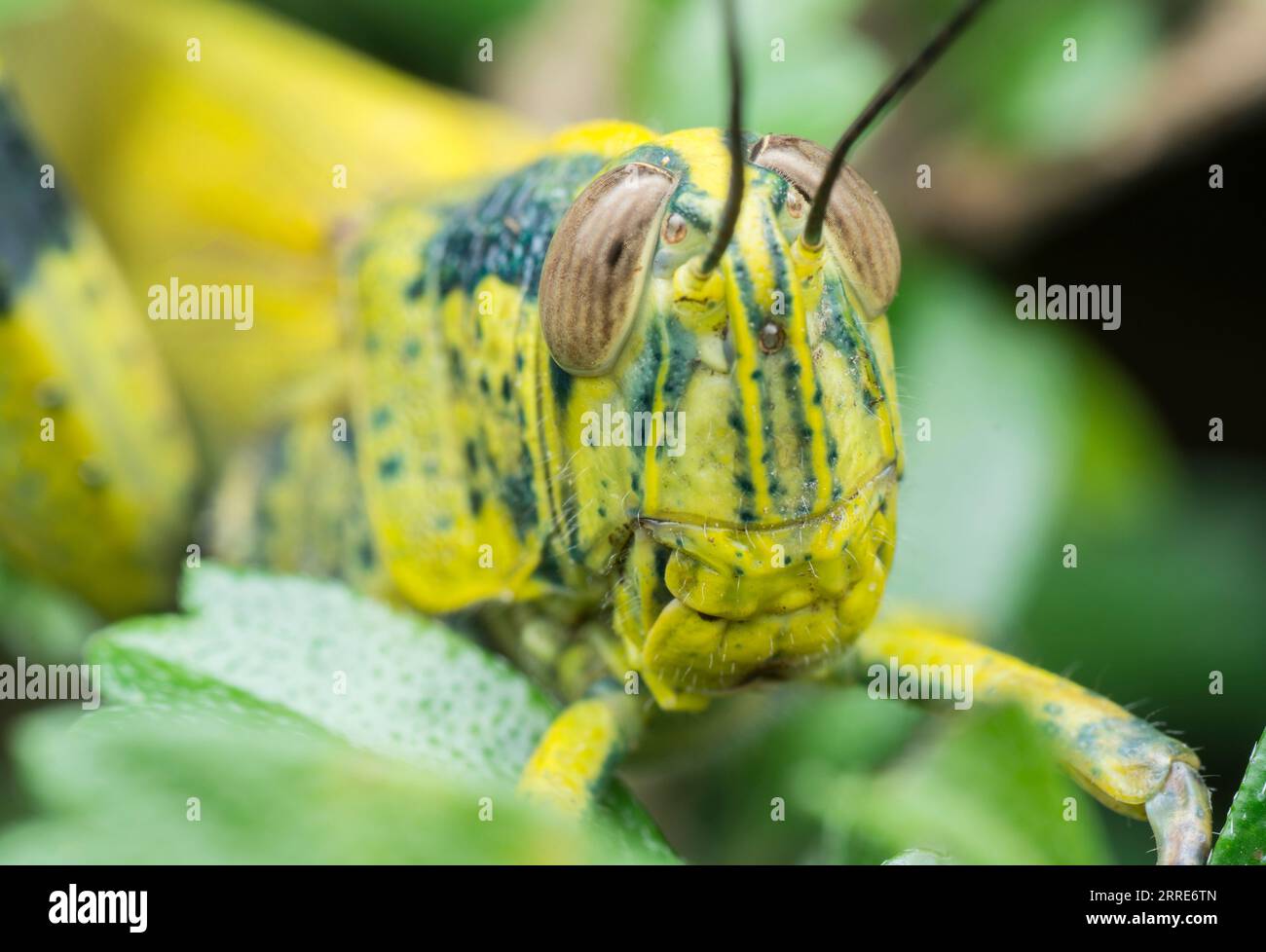 closeup of various species of colored grasshopper Stock Photo - Alamy