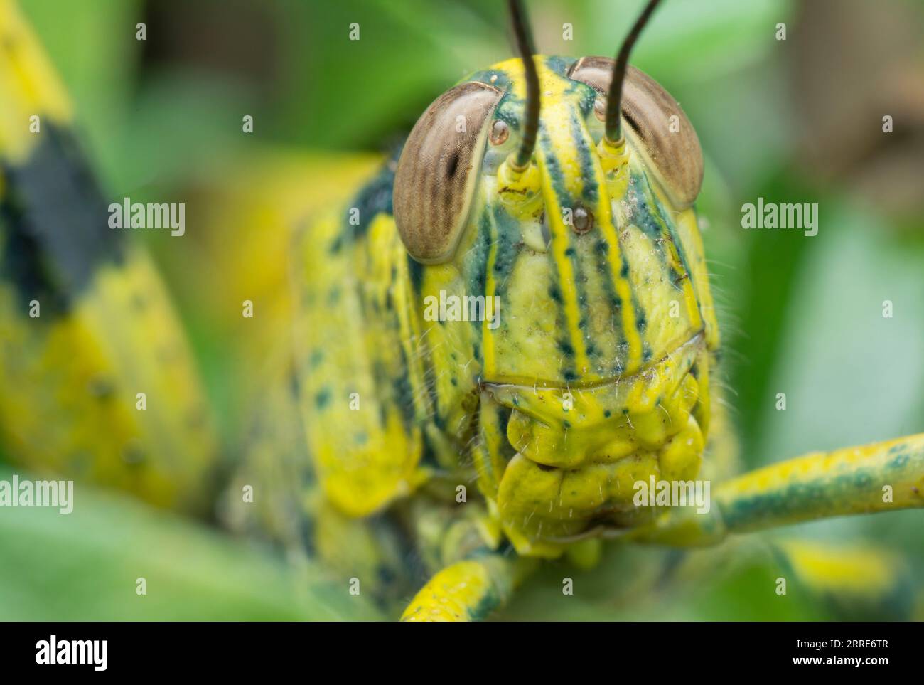 closeup of various species of colored grasshopper Stock Photo - Alamy