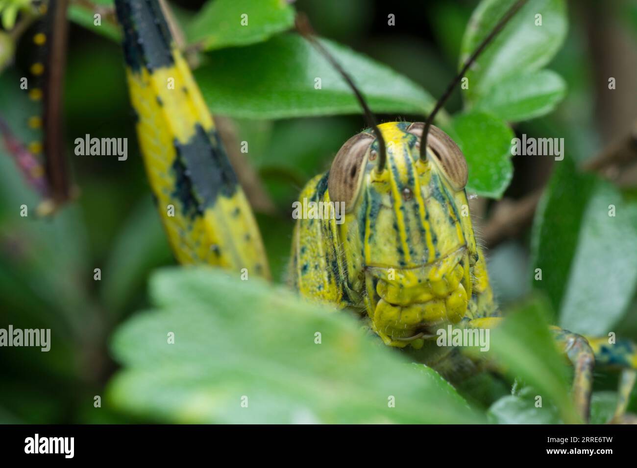 Various grasshopper species hi-res stock photography and images - Alamy