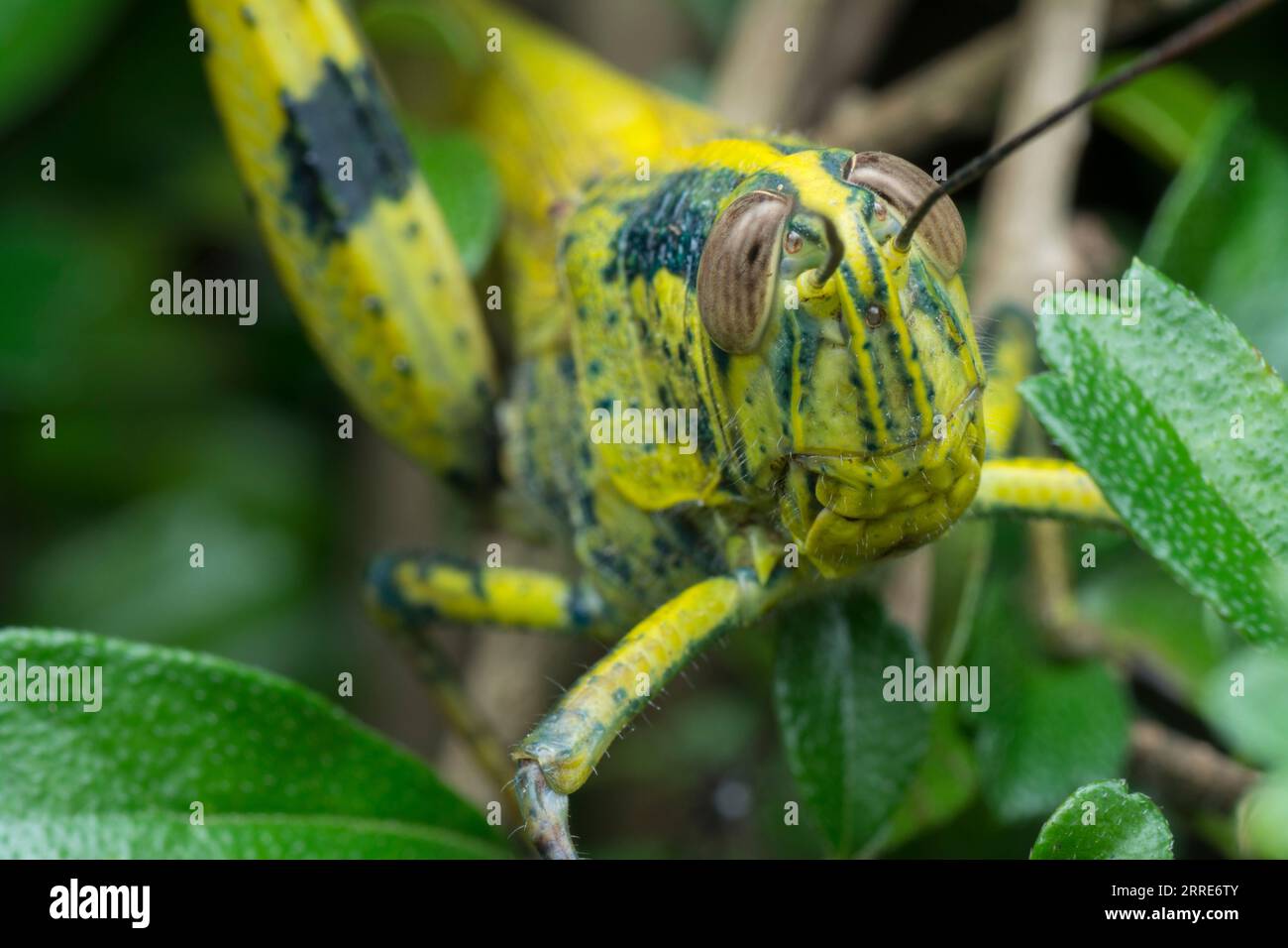 Various grasshopper species hi-res stock photography and images - Alamy