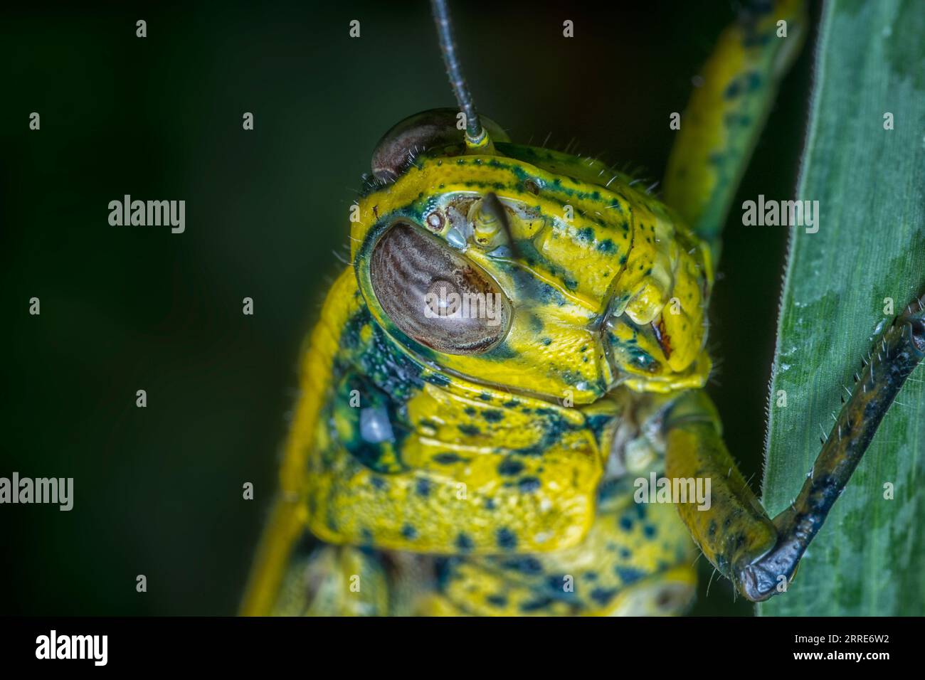 Various grasshopper species hi-res stock photography and images - Alamy