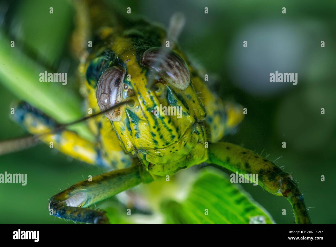 Various grasshopper species hi-res stock photography and images - Alamy