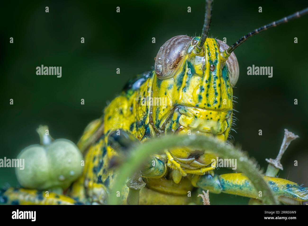 Various grasshopper species hi-res stock photography and images - Alamy