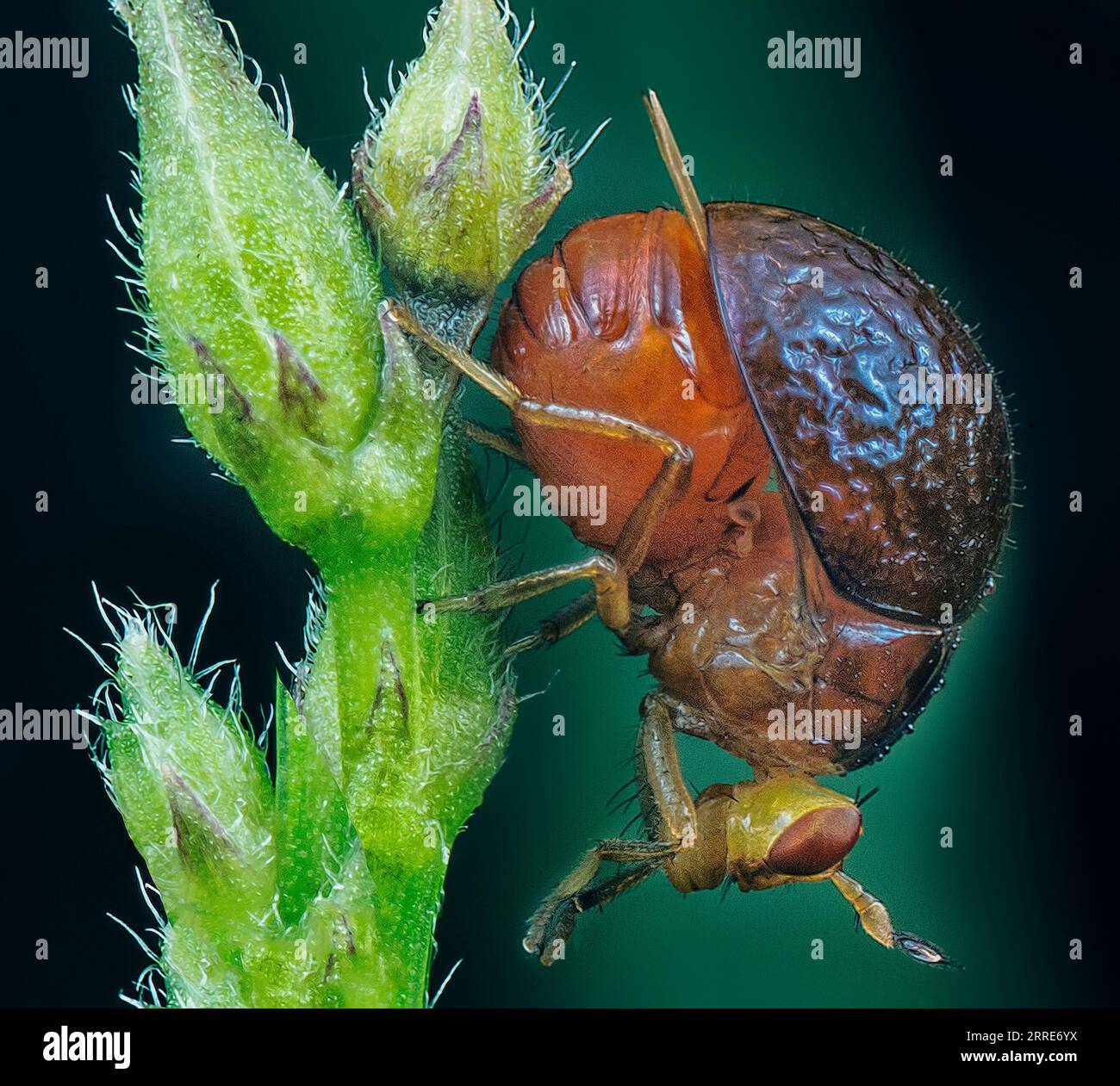 Red backed beetle hi-res stock photography and images - Alamy