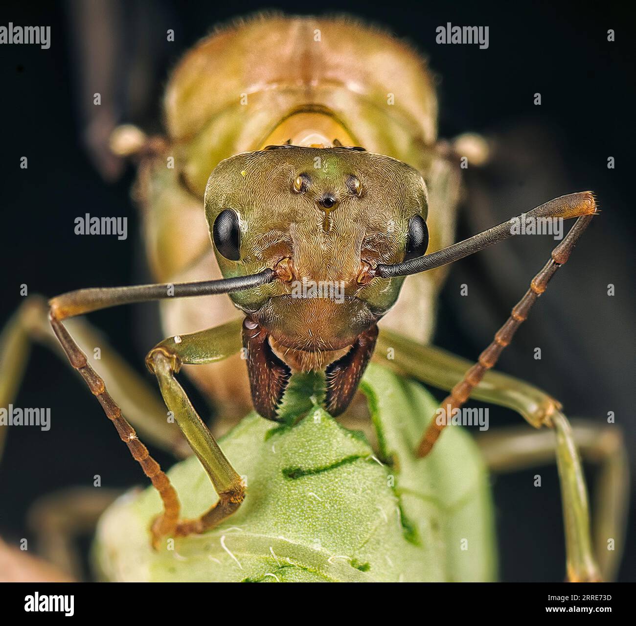giant queen of Alate ants Stock Photo - Alamy
