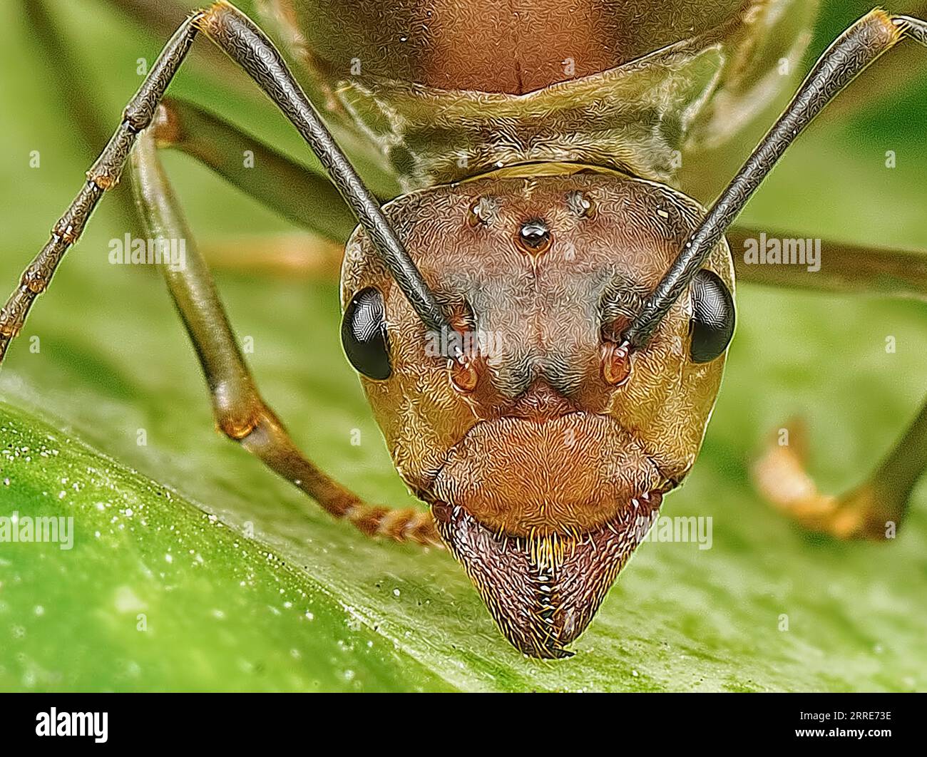 giant queen of Alate ants Stock Photo - Alamy