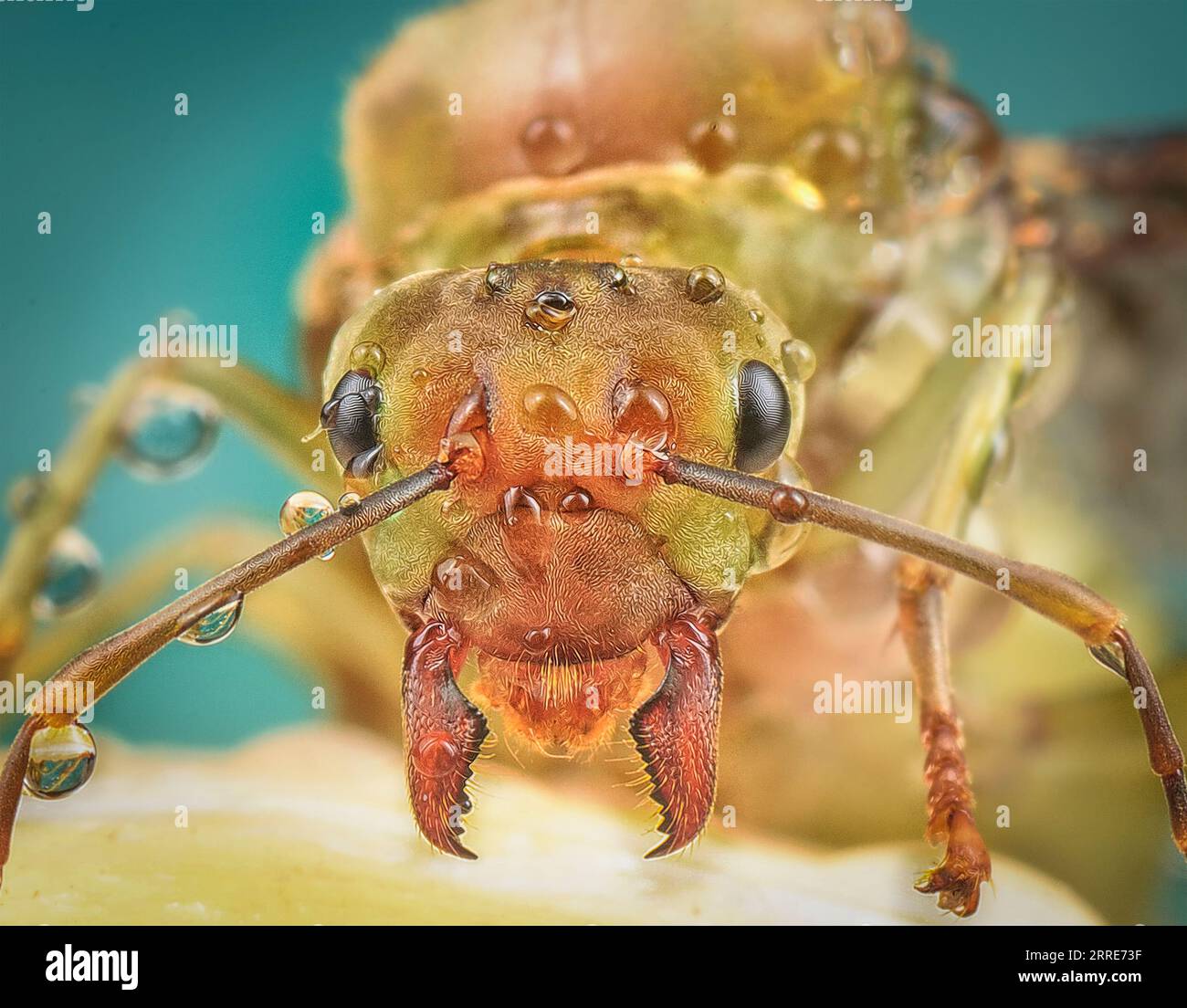 giant queen of Alate ants Stock Photo - Alamy