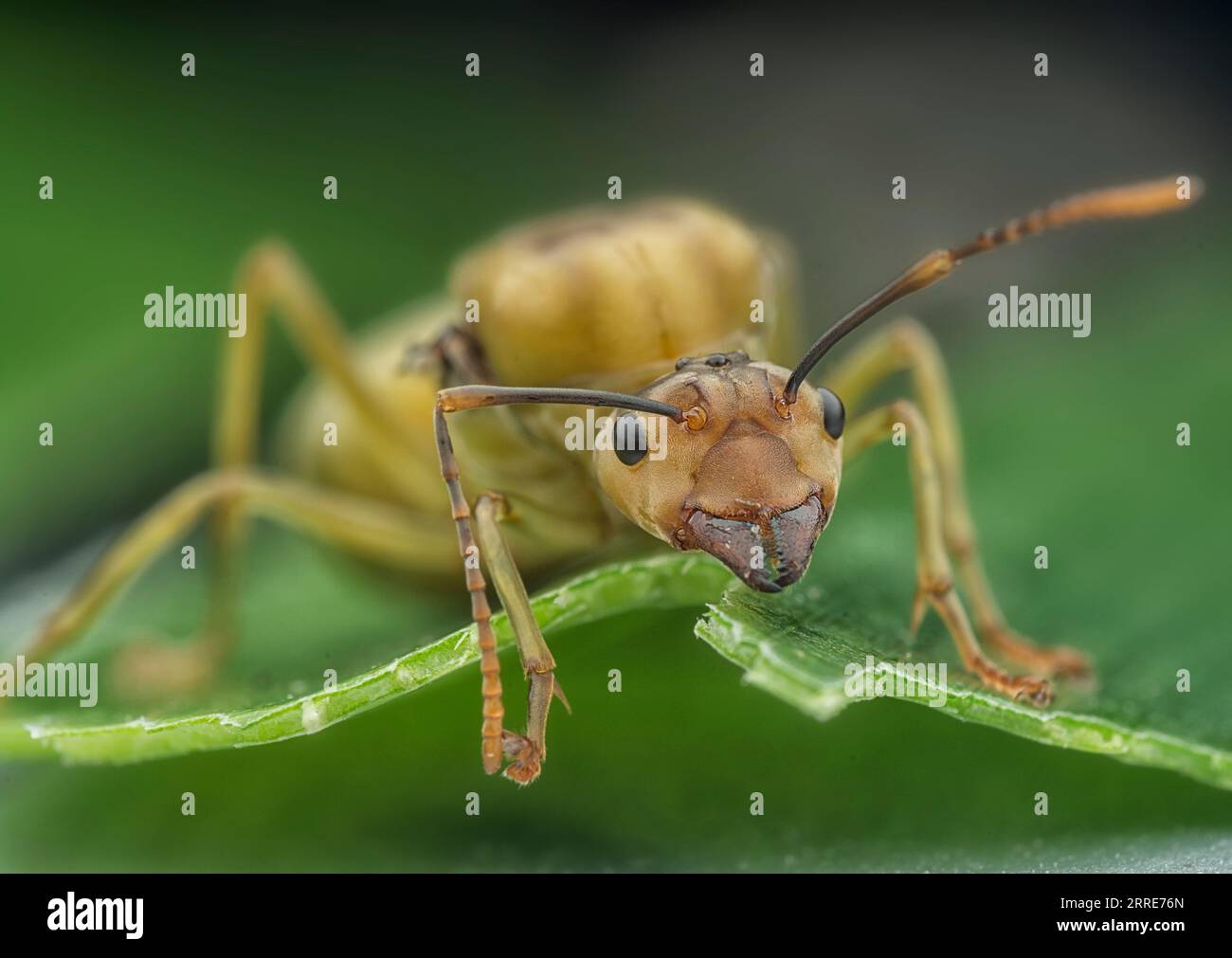 giant queen of Alate ants Stock Photo - Alamy