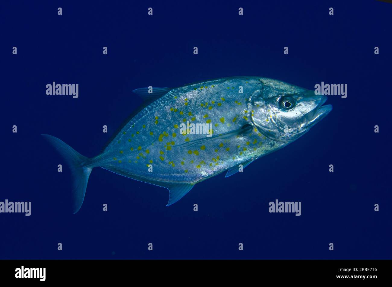 Orange-spotted Trevally, Carangoides bajad, Antichovy dive site, Misool ...